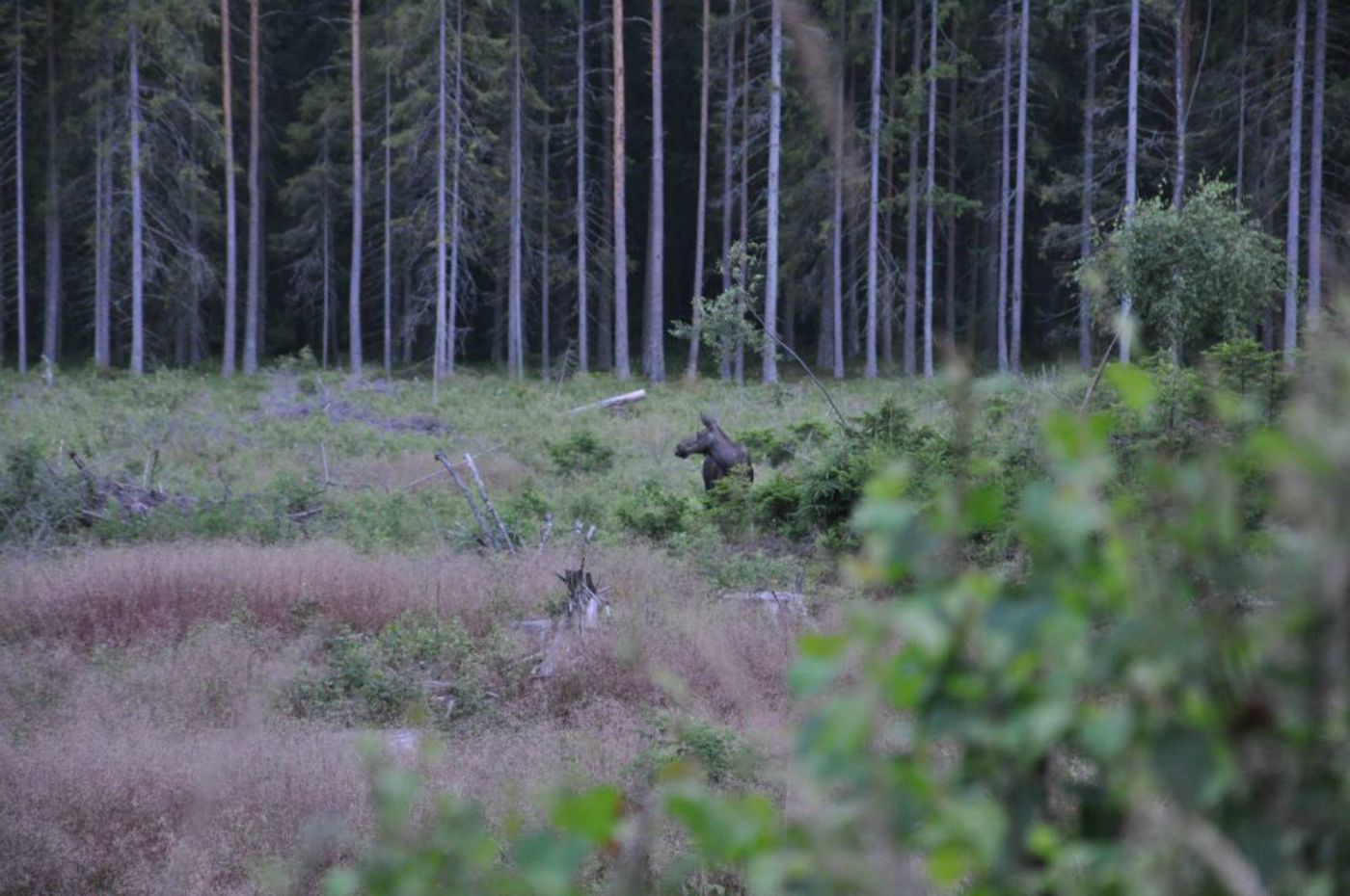 Skogen - Trossnäs Gård